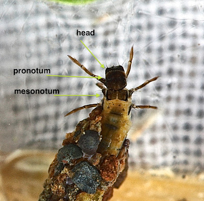 Aquatic Insects of Central Virginia: More on the tubercles on the ...