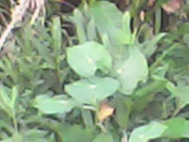 planta medicinal santa maria blanca