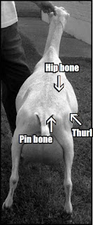 Thurl to Thurl? Why does that matter? - Kinder Goat Breeders Association