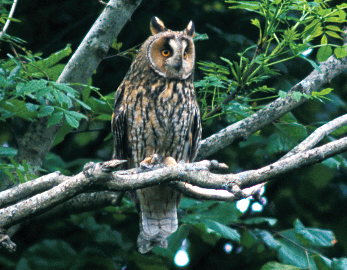 Duhallow Raptor Conservation Project: Long-eared Owl