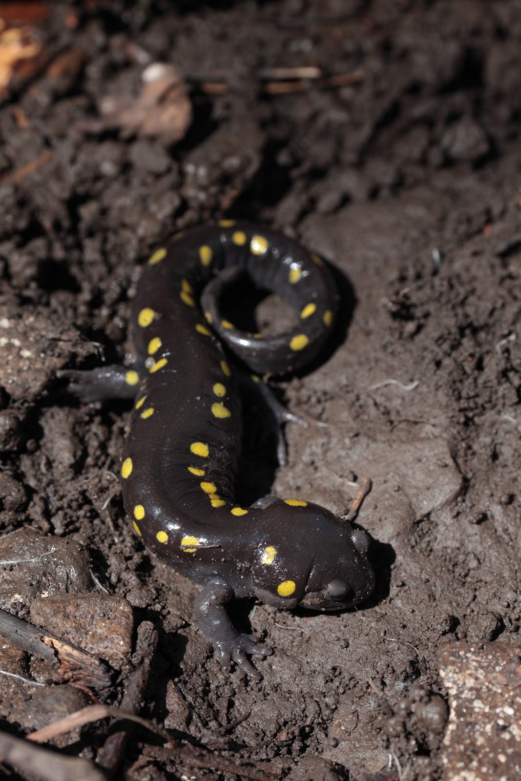 Adventures of the Cornell Herpetological Society: Salamander Migration