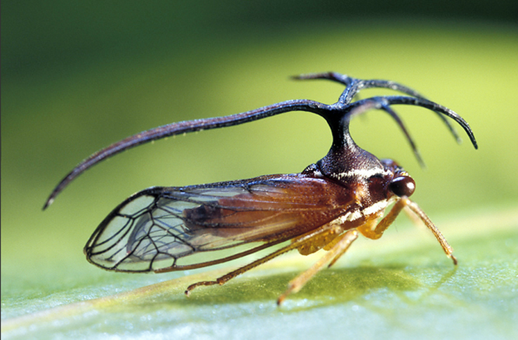 Alam Mengembang Jadi Guru: Treehopper - Serangga dengan 'Helm' yang ...