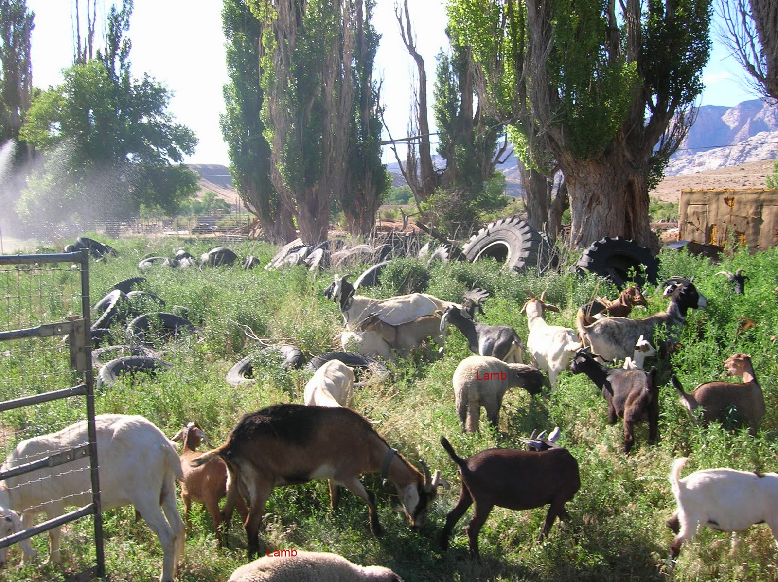 A Farm Girls Musings: Bummer Lambs