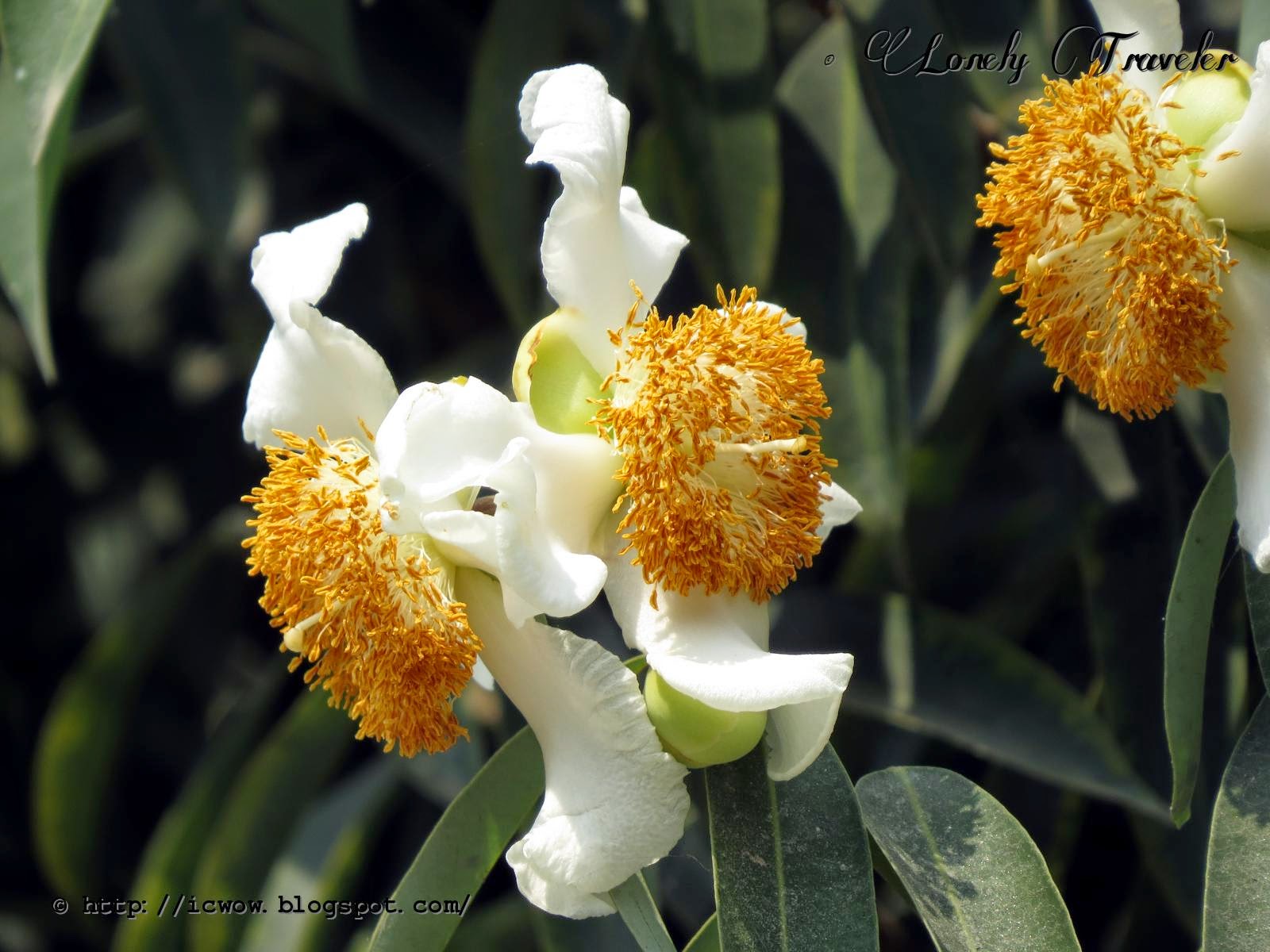 Nagesshor ful (নাগেশ্বর ফুল) - Mesua ferrea