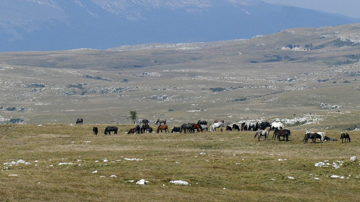 spagosmail: Divlji konji sa planine Cincar