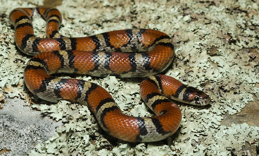 Our Beautiful World: Beautiful red snakes