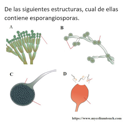 Mycelium Touch: Las esporangiosporas