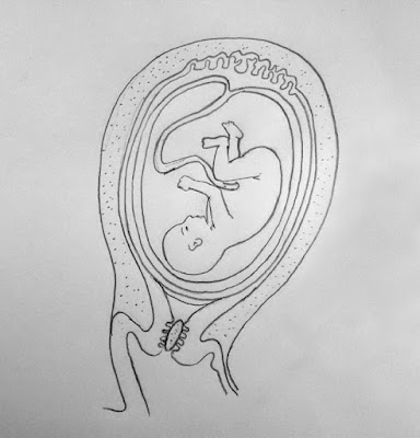 DRAW IT NEAT: How to draw human baby in womb