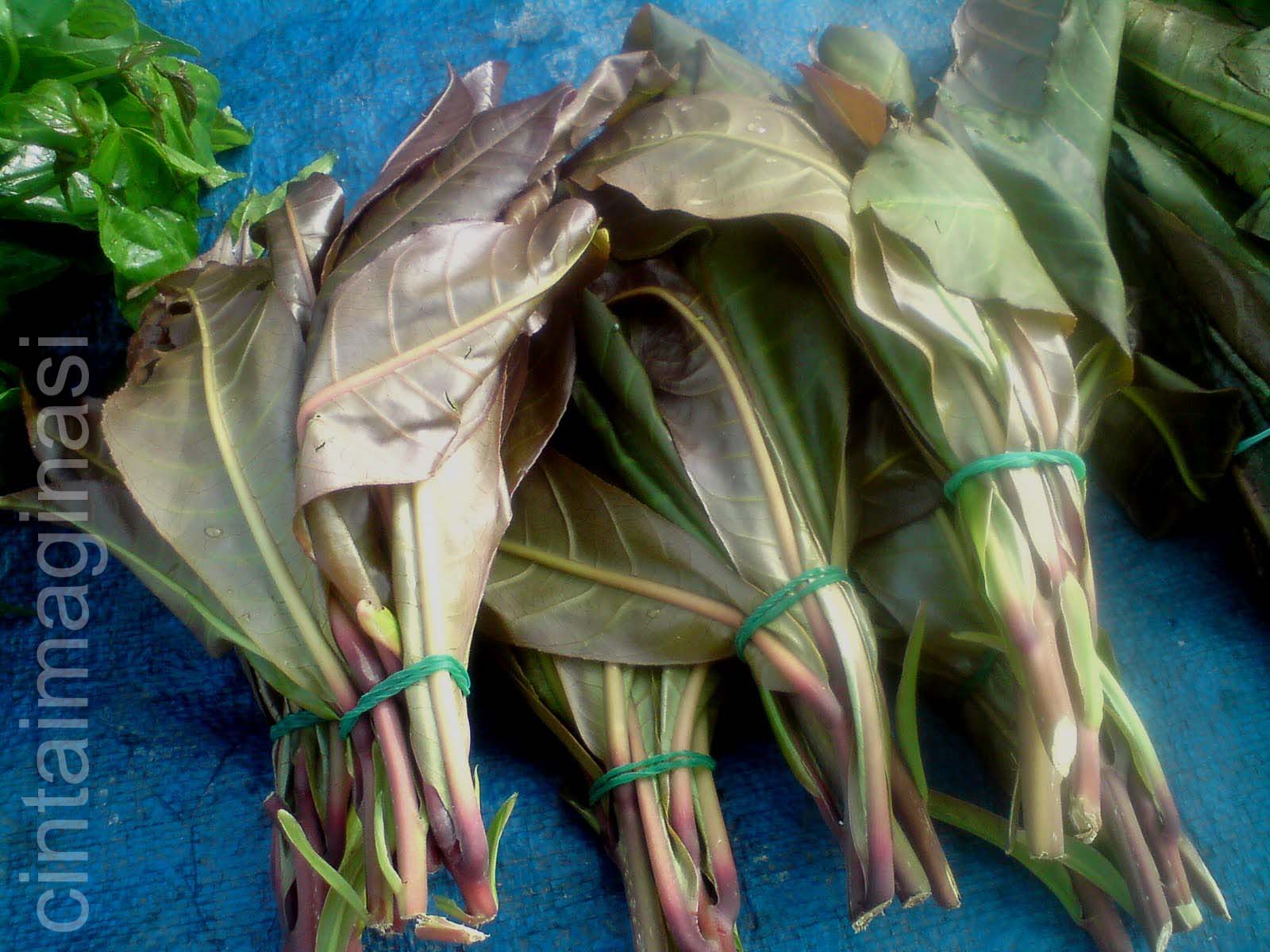 Tahukah Anda Khasiat Buah Putat !!! - CiLiFES