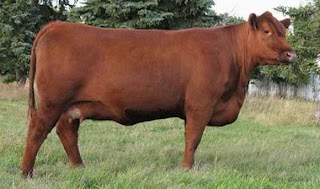 The Sapi Metal Singosari mBoyolali: Sapi Sapi Metal Boyolali