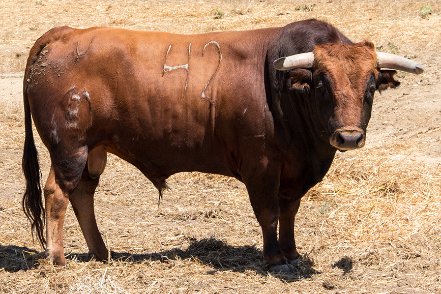Os "Pinto Barreiros" para hoje à tarde na Granja - NATURALES