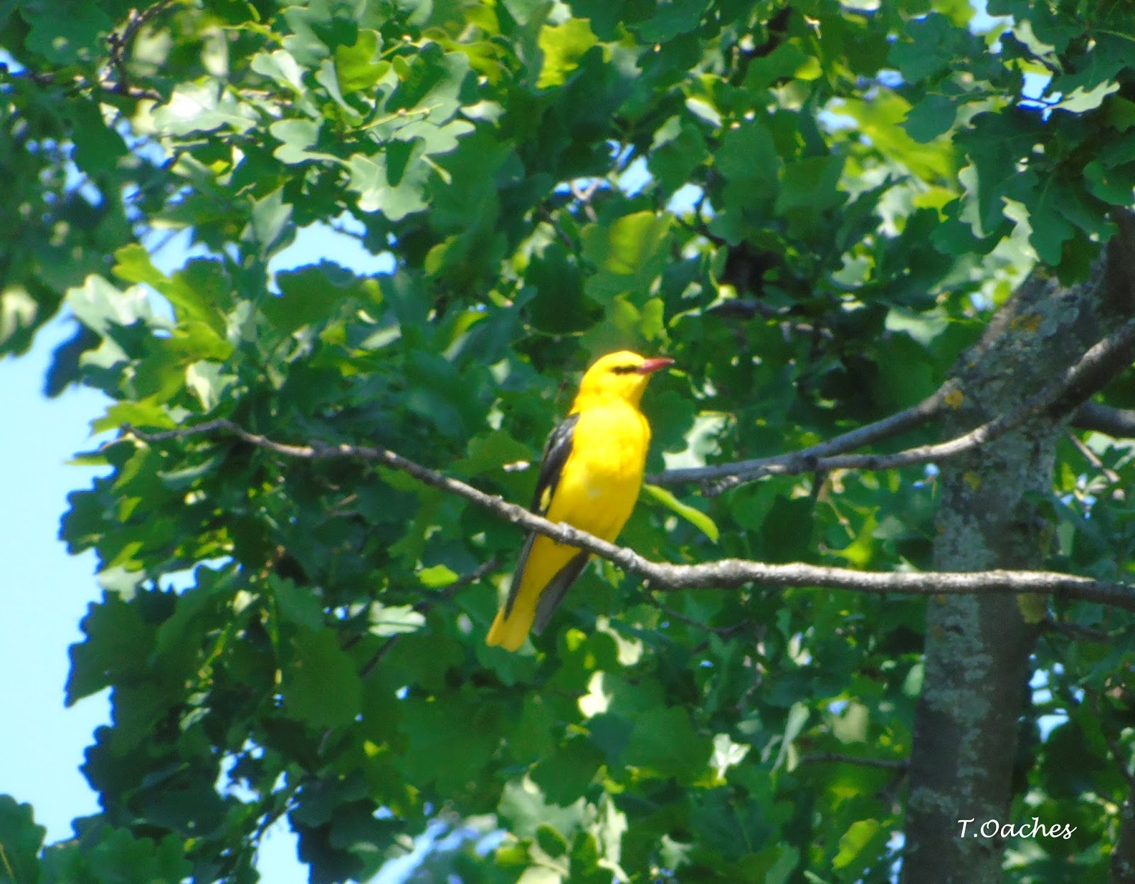 PASARI DIN ROMANIA: GRANGUR, Oriolus oriolus