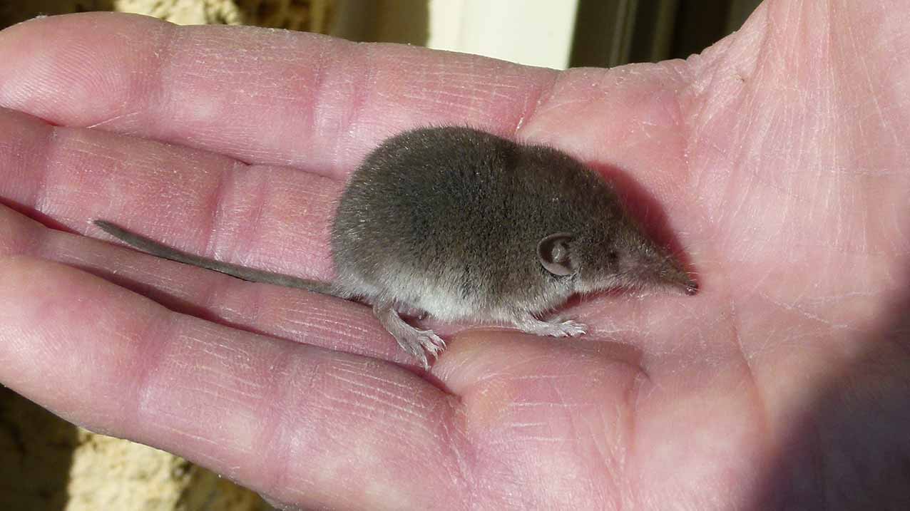 Faune Flore d'Ul: Musaraigne