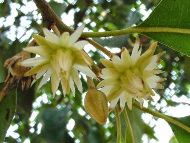 Amoora culcullata Roxb ~ Samunpri