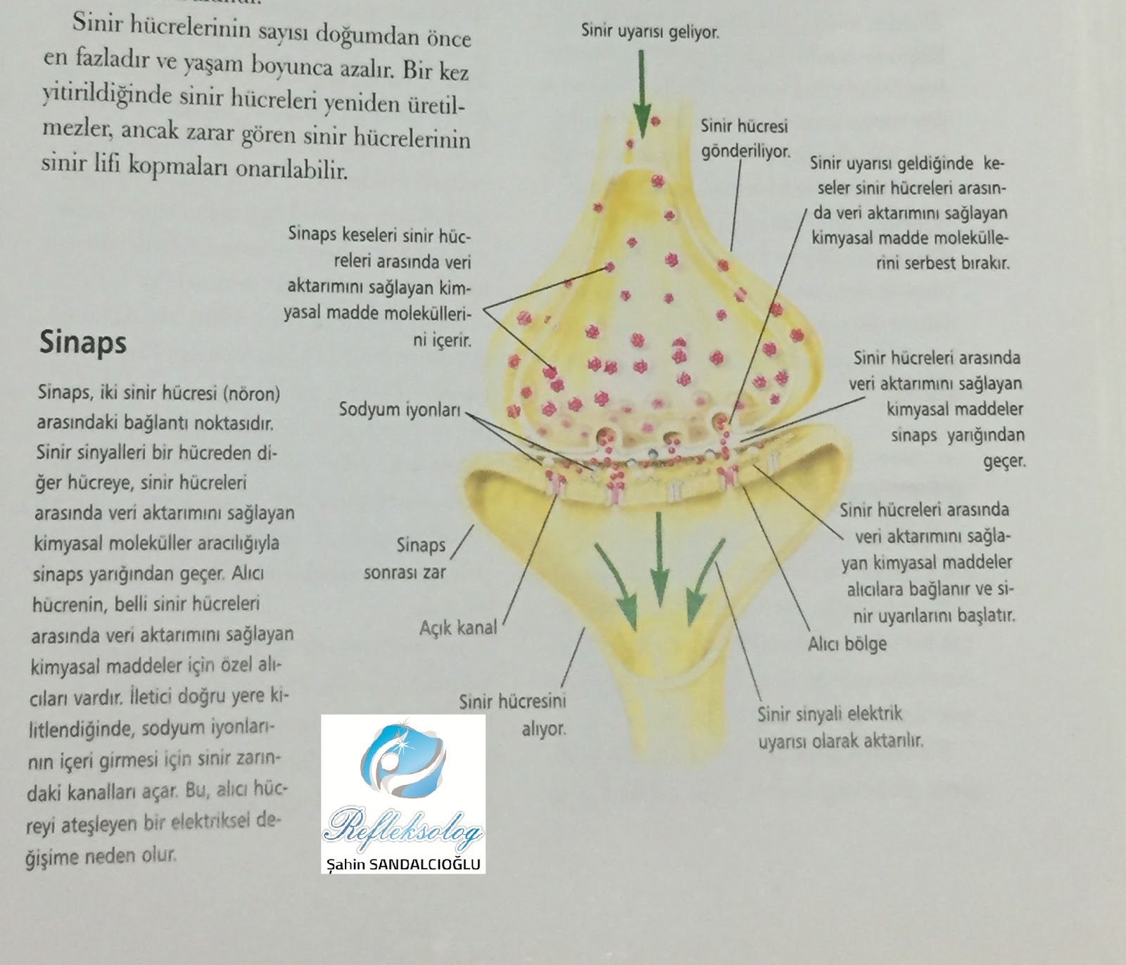 Refleksoloji ve Masaj: SİNAPS - SİNİR HÜCRELERİ