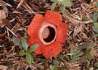 Bunga Rafflesia