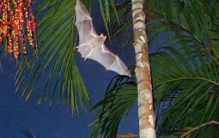 Species Seychelles sheath-tailed bat | Animals Good Pic