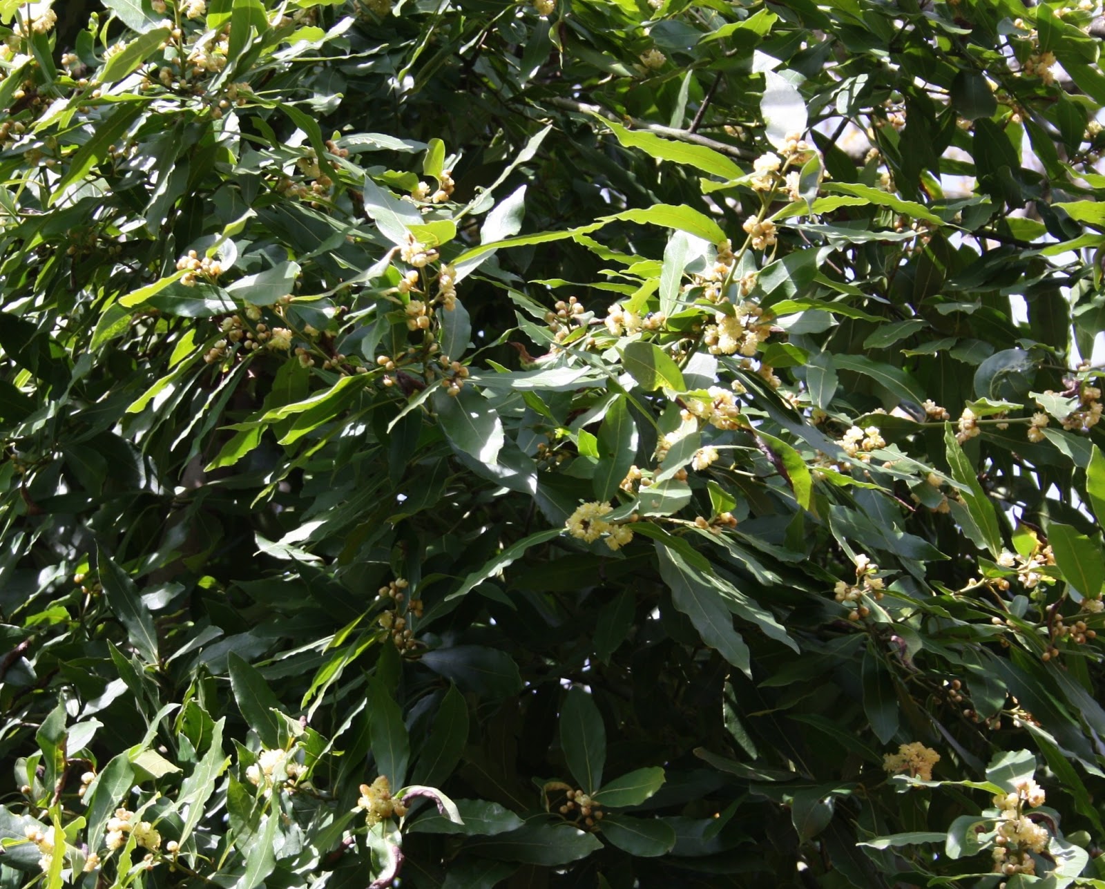 Lebução de Valpaços: Loureiro verde loureiro
