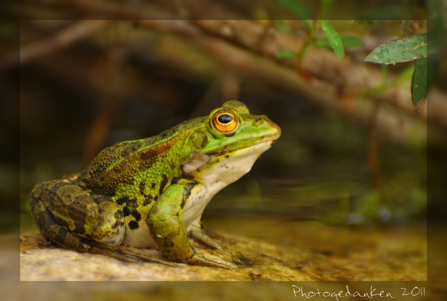 Photogedanken ZWANZIG SIEBZEHN (in Zahlen 2017): Frosch
