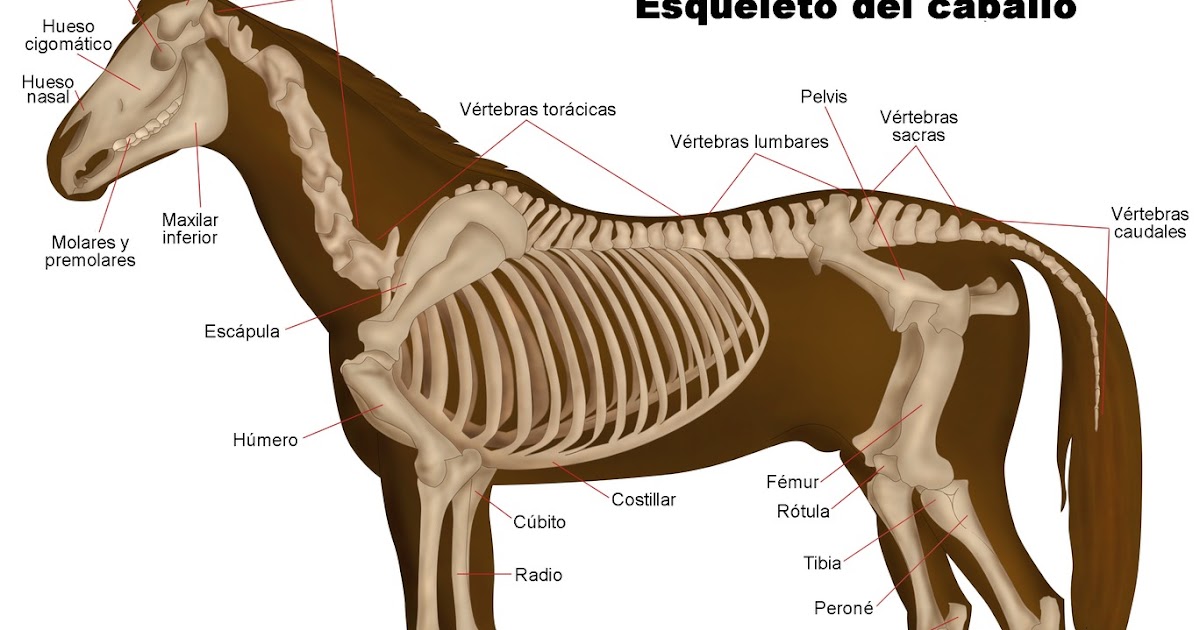 Tecnología Aplicada a la Educación Infantil : Anatomía Animal