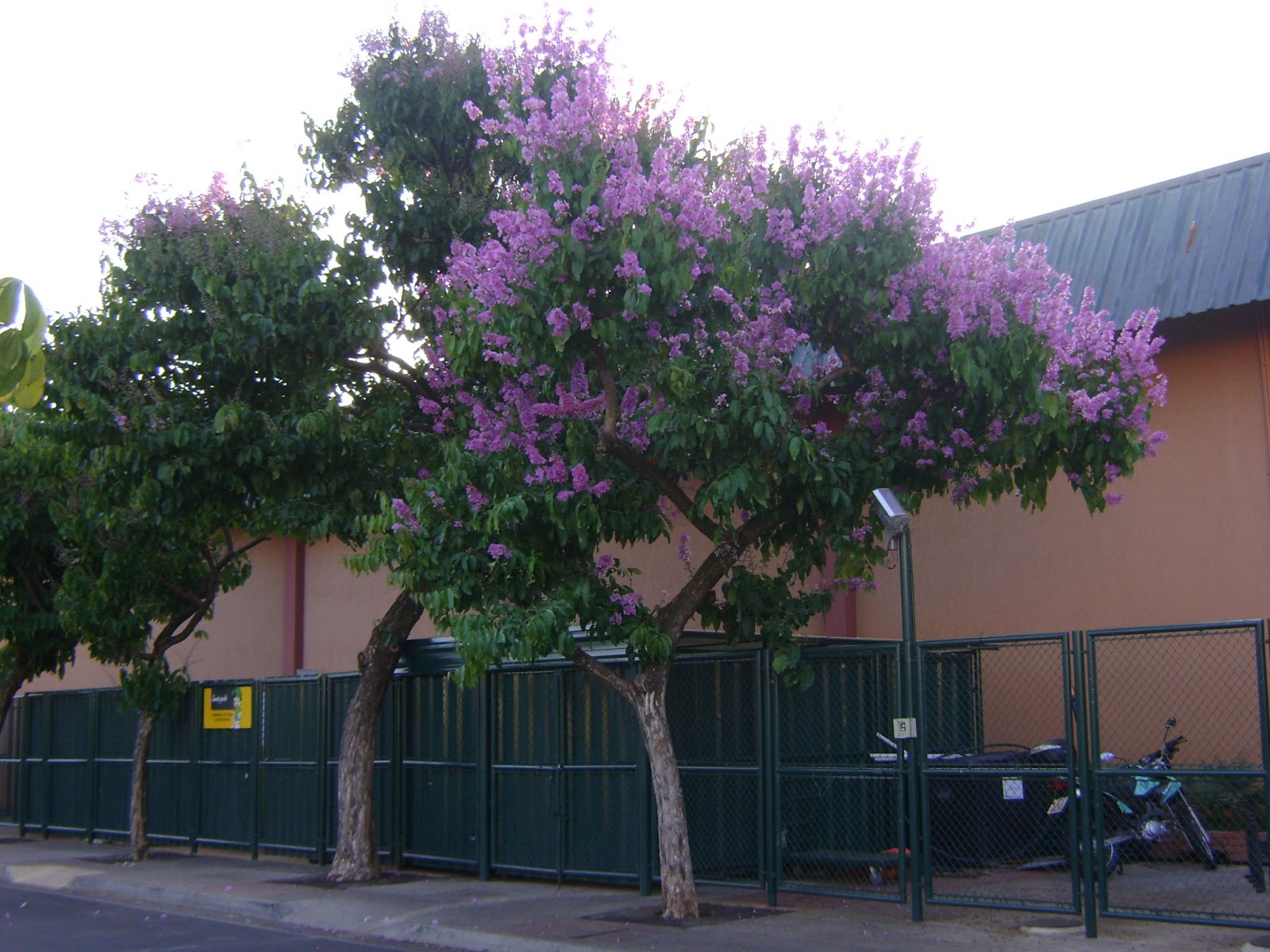 Diário de uma Sementeira: Resedá-gigante (Lagerstroemia speciosa (L ...