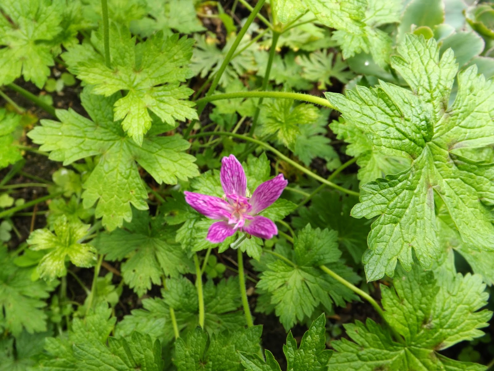 Geranium x oxonianum f. thurstonianum 'Southcombe Star' - Le blog du ...