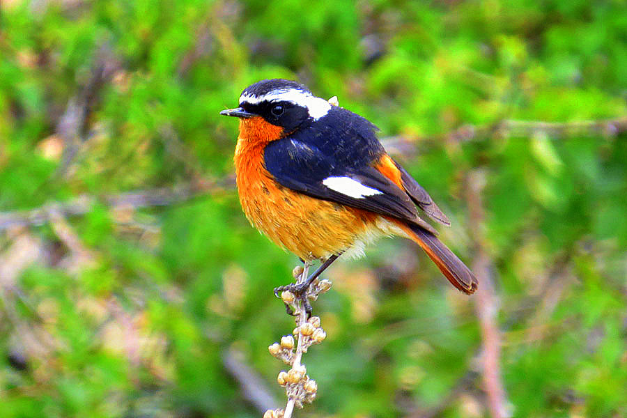 Bird Guide: Morocco – Bird Photography Tour