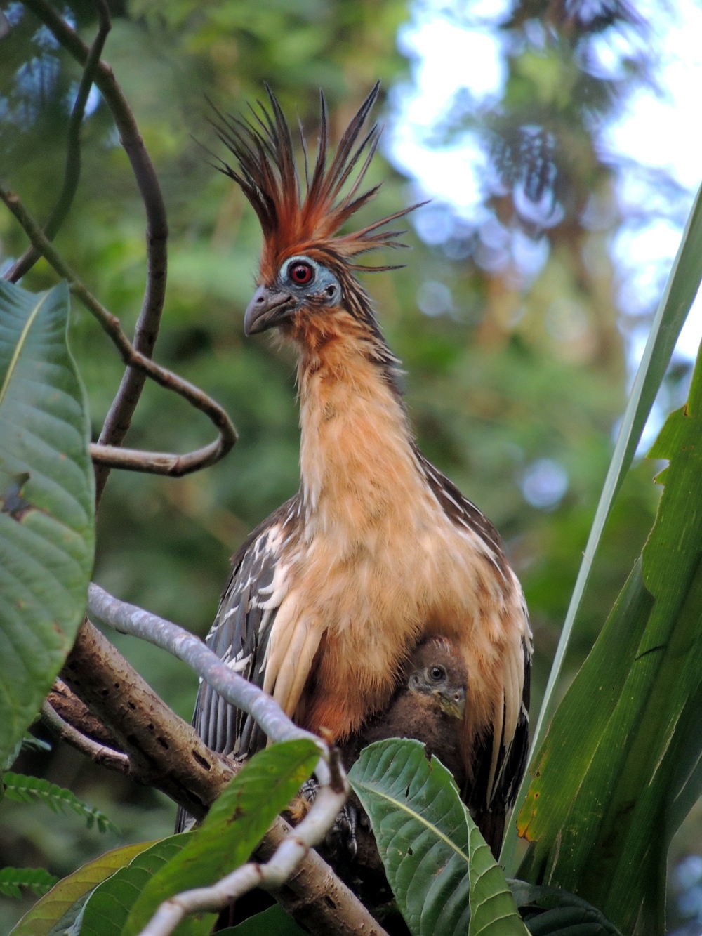 HOATZIN photos-wallpapers | the fun bank