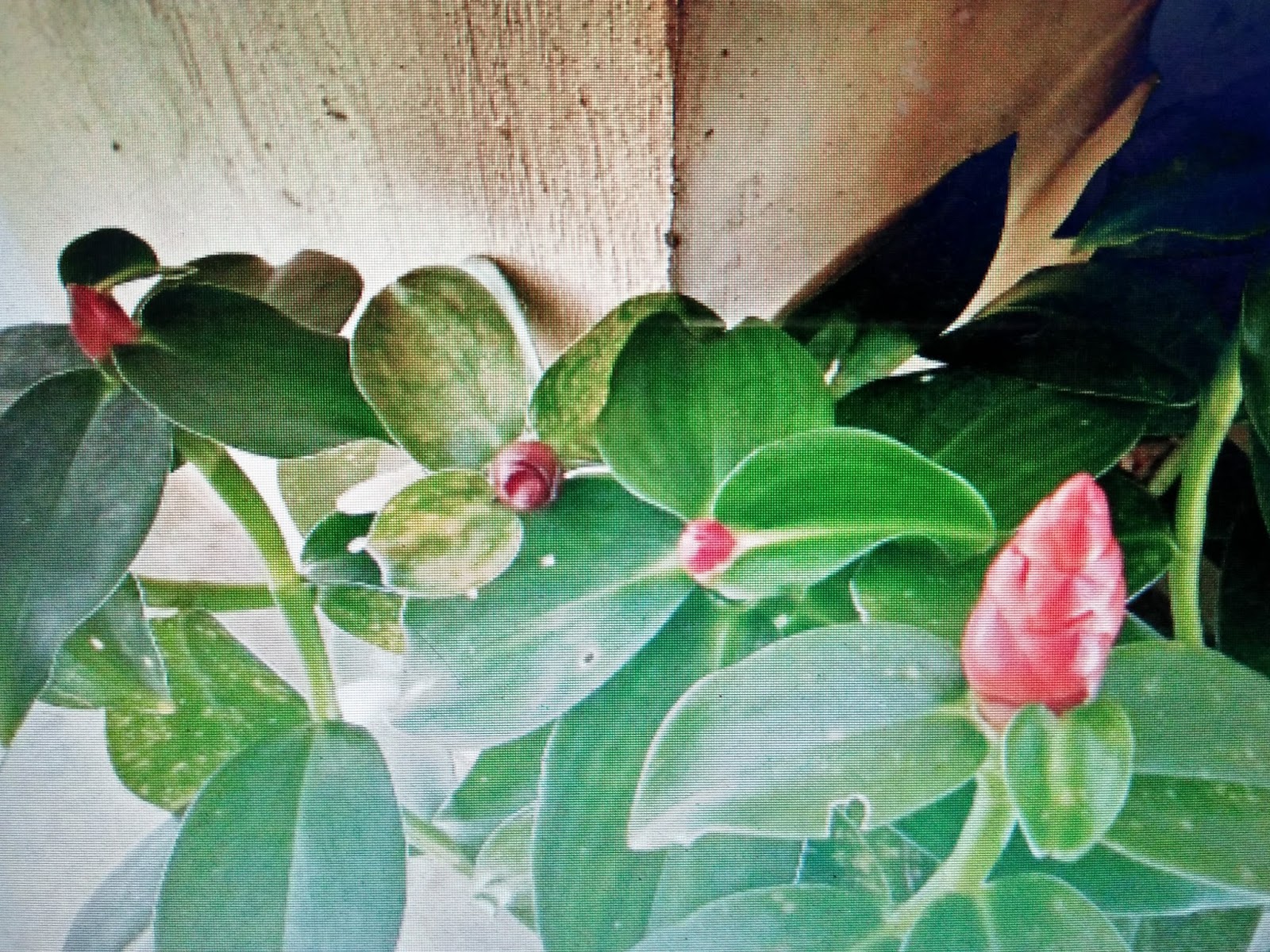 Fuziah Sulaiman blog: Kenali flora Pokok Setawar Costus - Red Button ...