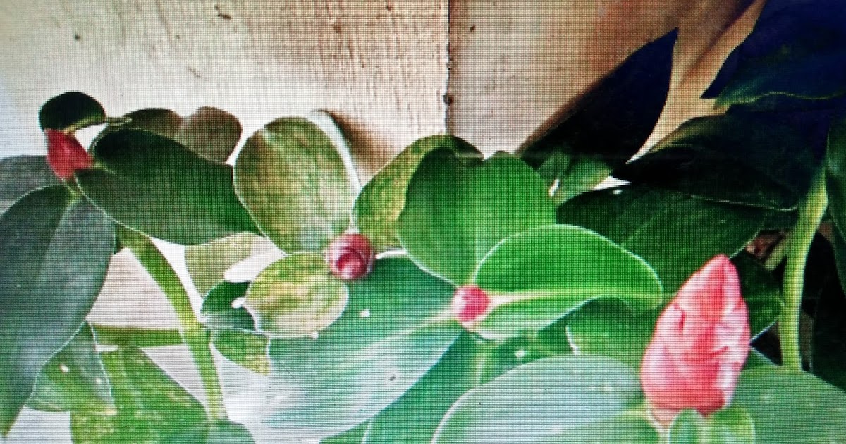 Fuziah Sulaiman blog: Kenali flora Pokok Setawar Costus - Red Button ...