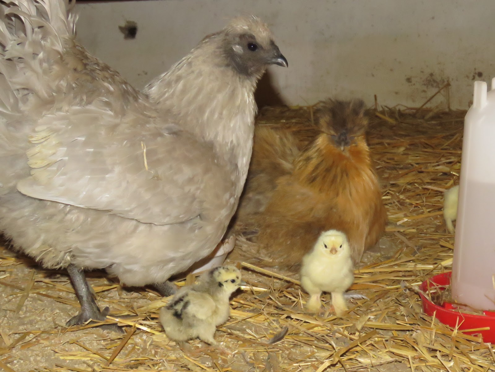 Hobbydyrenes blog: Høns og kyllinger