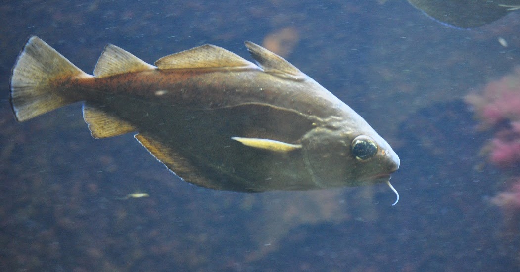 ZOOTOGRAFIANDO (6.096 ANIMALS): FANECA (Trisopterus luscus)