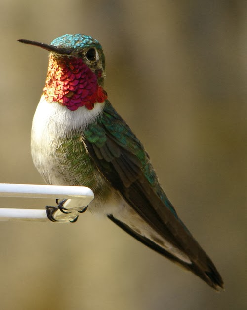 Most Beautiful Bird in the World, Hummingbird |MyRokan