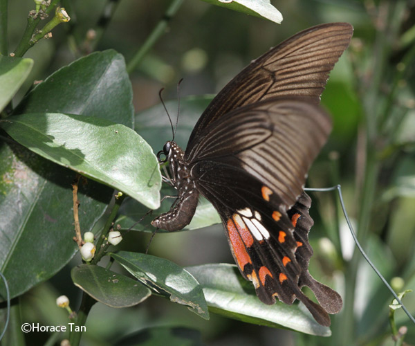 Butterflies of Singapore: Life History of the Common Mormon