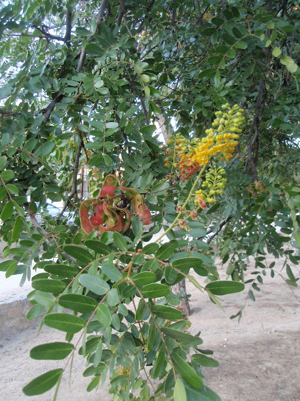 HERBARIO VIRTUAL DE BANYERES DE MARIOLA Y ALICANTE: Caesalpinia spinosa ...