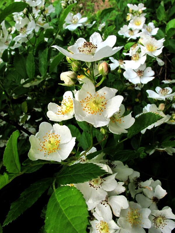 The Joyce Road Neighborhood: Wildflower - Multiflora Rose