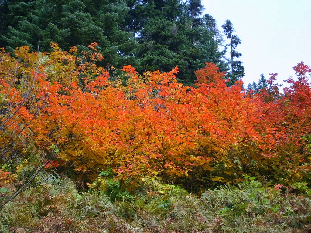 Pacific Northwest Seasons: Fall Colors in the Pacific Northwest