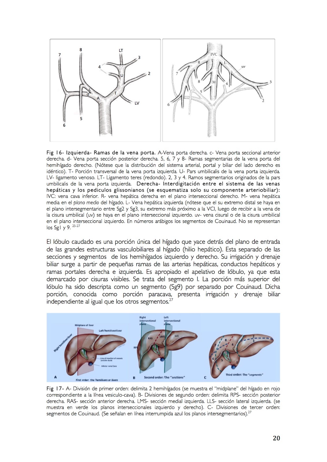 Cuadernos de Anatomía Quirúrgica: Anatomía ecográfica de las ramas ...