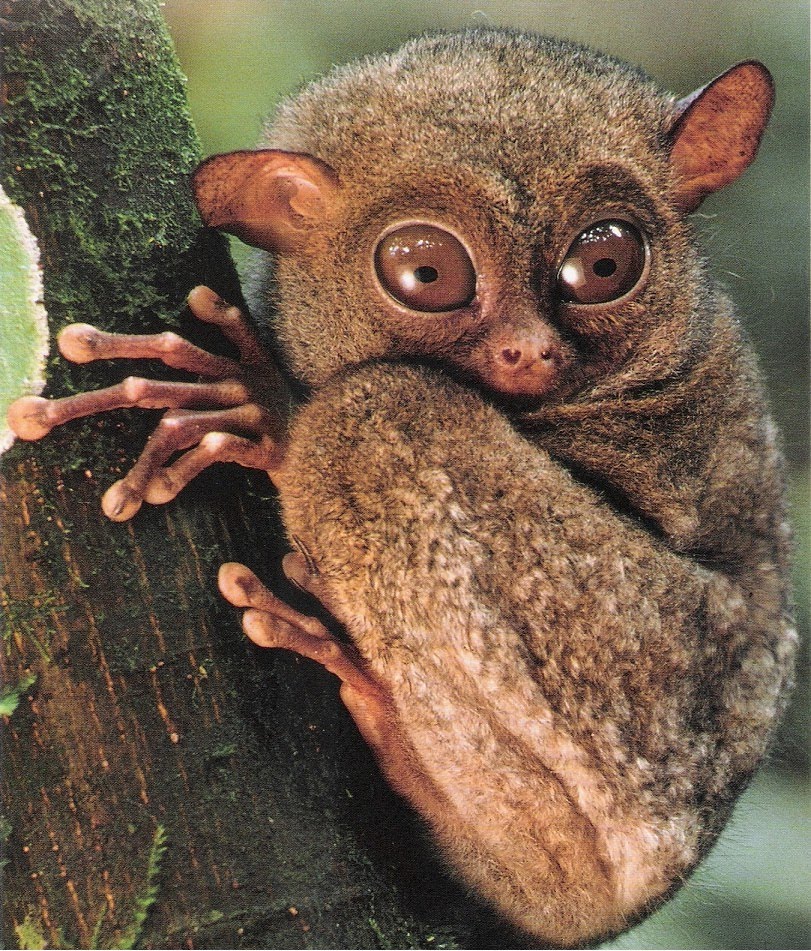 Depois Falamos: Tarsio