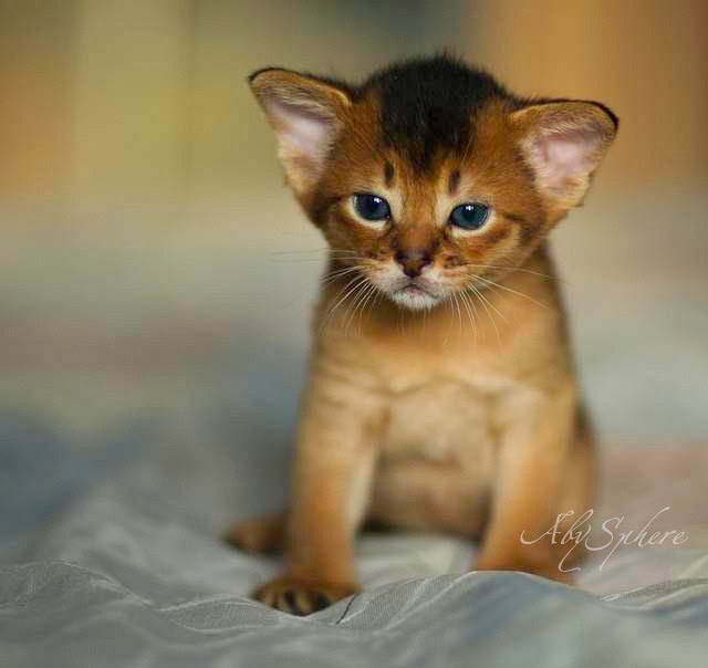 Abyssinian Cats | Cute Cats