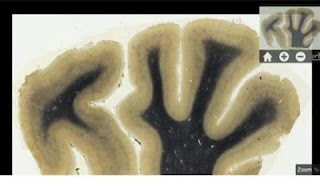 Scientificando: settembre 2012