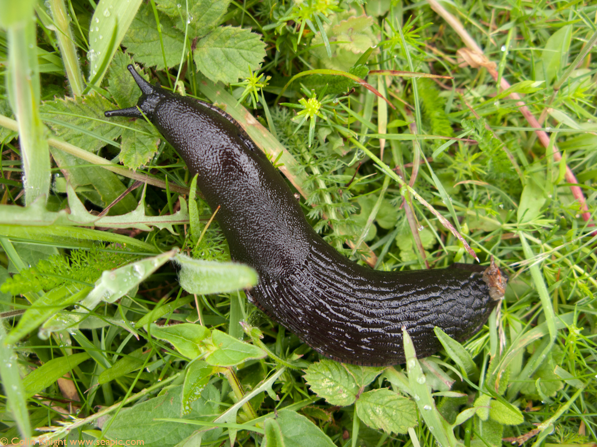 Postcards from Sussex: Cissbury Ring in the wind