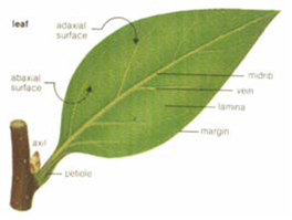 DAUN (Folium) dan Bagian- bagian Daun - Pengertian Menurut Ahli