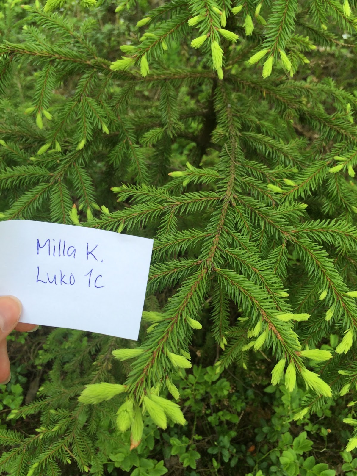 Millan kasvio : KUUSI