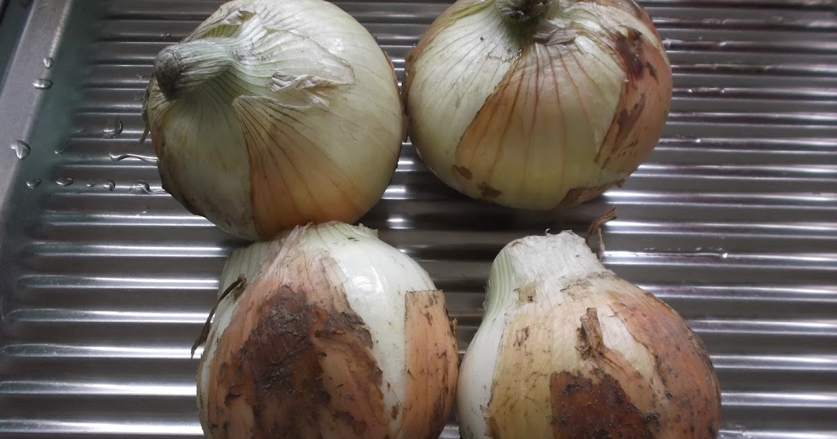 Hiroyuki's Blog on Japanese Cooking: Newly Harvested Onions (Shin ...
