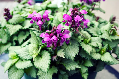 Chasmanthium 'River Mist' - WOW!