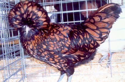 Bytes: Black Chickens and More