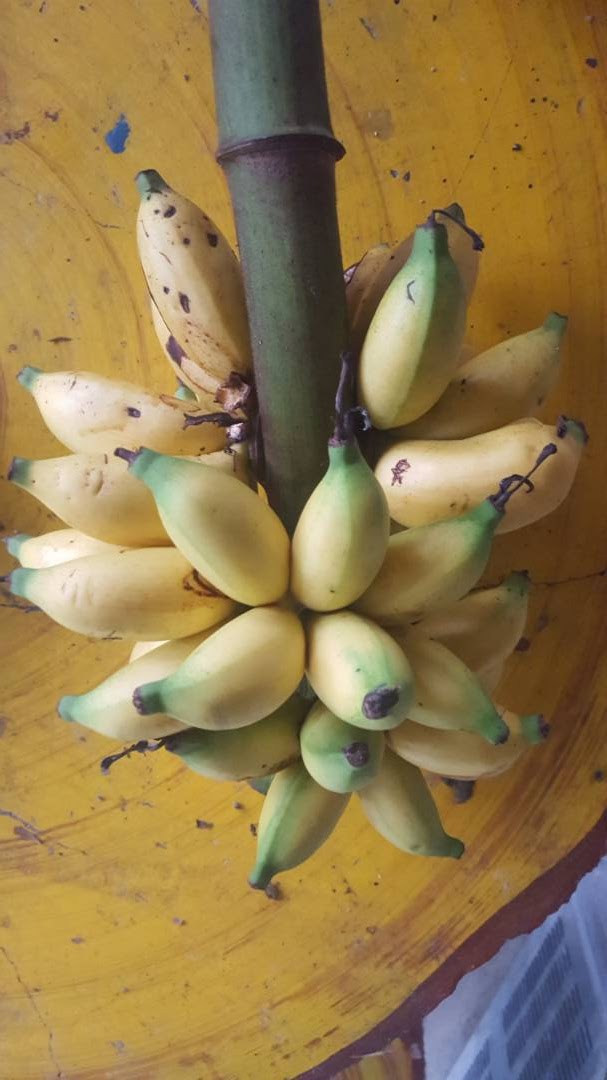 Warisan Petani: Pisang lemak Manis
