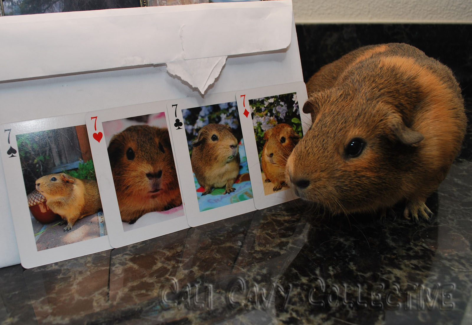 Cali Cavy Collective: a blog about all things guinea pig: Guinea Pig ...