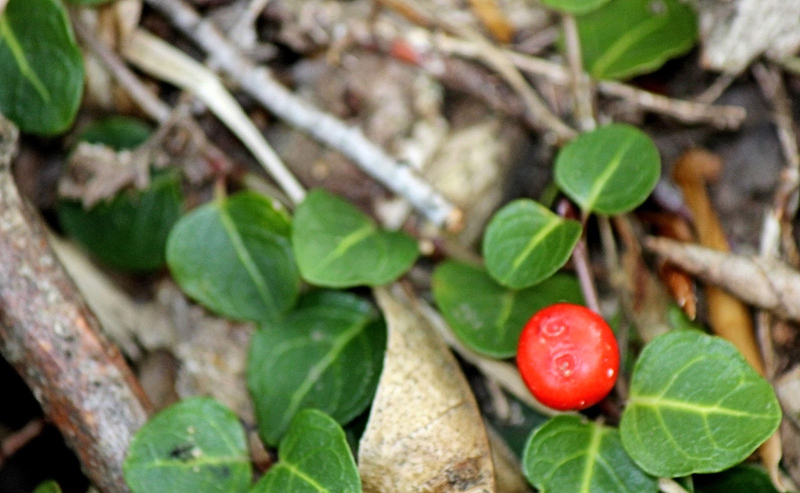 Berry Vine On The Trail